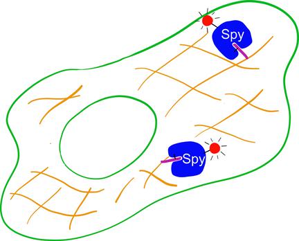 Covalent Protein Labeling by SpyTag–SpyCatcher in Fixed Cells for Super ...