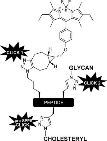 Synthesis of BODIPY-Labeled Cholesterylated Glycopeptides by Tandem ...