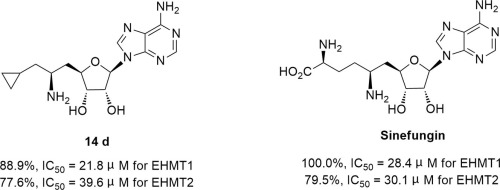 Cycloalkane analogues of sinefungin as EHMT1/2 inhibitors,Bioorganic ...
