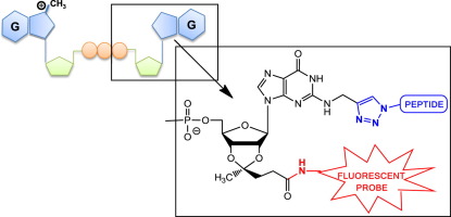 Synthesis of the first double-functionalized dinucleotide mRNA cap ...