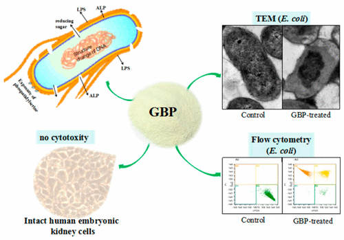 Antibacterial Actions of Glycinin Basic Peptide against Escherichia ...