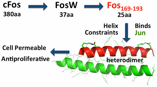 Downsizing Proto-oncogene cFos to Short Helix-Constrained Peptides That ...
