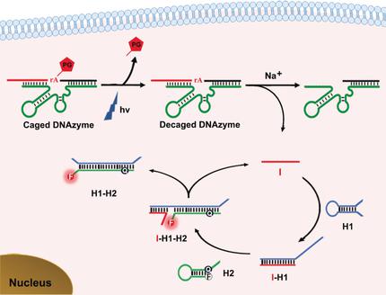Imaging Endogenous Metal Ions in Living Cells Using a DNAzyme–Catalytic ...