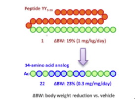 Potent antiobesity effect of a short-length peptide YY-analogue ...