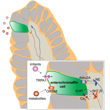 Enterochromaffin Cells Are Gut Chemosensors that Couple to Sensory ...