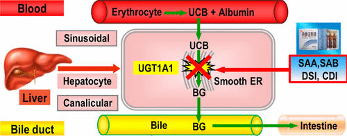 Inhibition of Human UGT1A1-Mediated Bilirubin Glucuronidation by ...