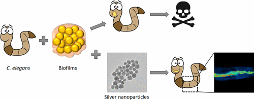 Taking the Silver Bullet Colloidal Silver Particles for the Topical ...
