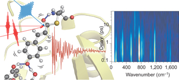 Probing the early stages of photoreception in photoactive yellow ...