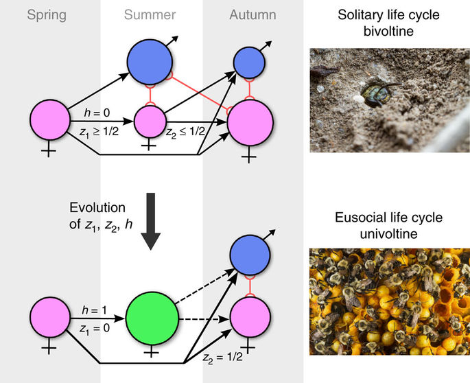 A unified model of Hymenopteran preadaptations that trigger the ...