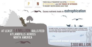 The biogeochemical implications of massive gull flocks at landfills ...
