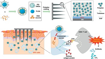Effective humoral immune response from a H1N1 DNA vaccine delivered to ...