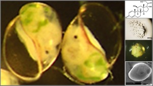 Assessing multigenerational effects of prednisolone to the freshwater ...