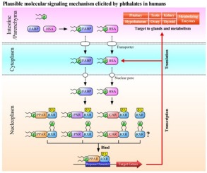 Phthalates impact human health: Epidemiological evidences and plausible ...