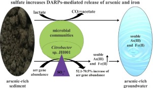 Sulfate enhances the dissimilatory arsenate-respiring prokaryotes ...
