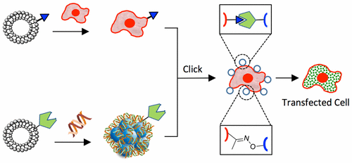 Bio-Orthogonal Mediated Nucleic Acid Transfection of Cells via Cell Surface Engineering,ACS ...
