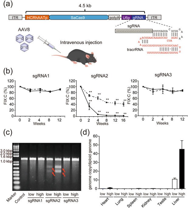 通过AAV载体的产后给药，CRISPR / Cas9介导的基因组编辑可治愈B型血友病小鼠。,Scientific Reports - X-MOL