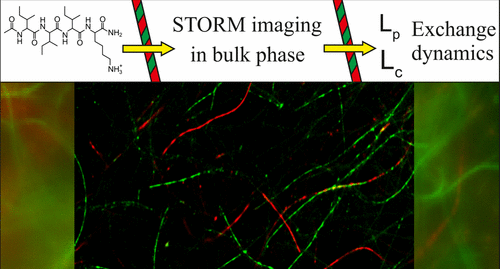 Self-Assembly of Mesoscopic Peptide Surfactant Fibrils Investigated by ...