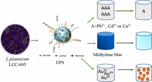 自组装的胞外多糖纳米粒子的生物修复和绿色合成的贵金属纳米粒子。,ACS Applied Materials & Interfaces - X-MOL