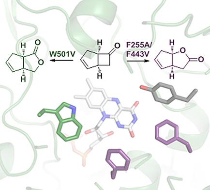 Controlling the Regioselectivity of Baeyer–Villiger Monooxygenases by ...