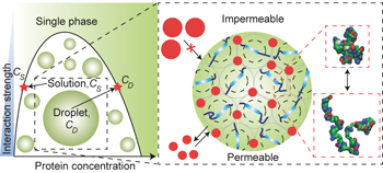 Phase behaviour of disordered proteins underlying low density and high ...