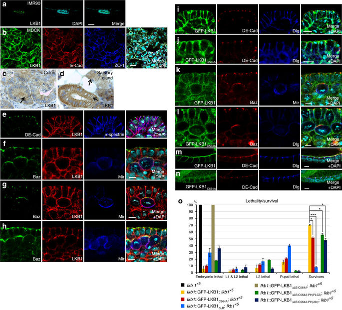 Membrane-binding and activation of LKB1 by phosphatidic acid is ...