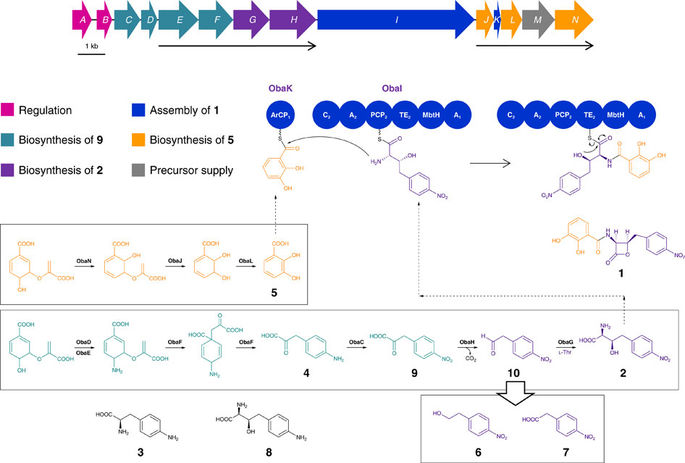 An L-threonine transaldolase is required for L-threo-β-hydroxy-α-amino ...