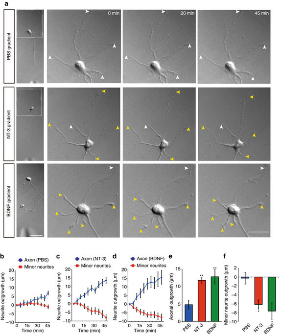 Discovery of long-range inhibitory signaling to ensure single axon ...