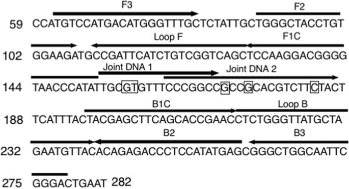 Novel loop-mediated isothermal amplification (LAMP) assay with a ...
