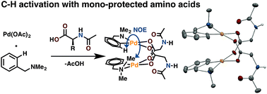 Mono-N-protected amino acid ligands stabilize dimeric palladium(II) complexes of importance to C ...