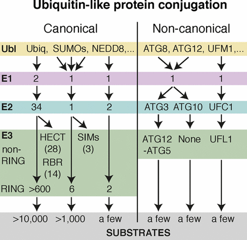 Ubiquitin-like Protein Conjugation: Structures, Chemistry, and ...