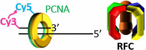 Monitoring the Retention of Human Proliferating Cell Nuclear Antigen at ...