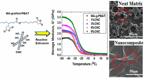 Structure and Biocompatibility of Bioabsorbable Nanocomposites of ...