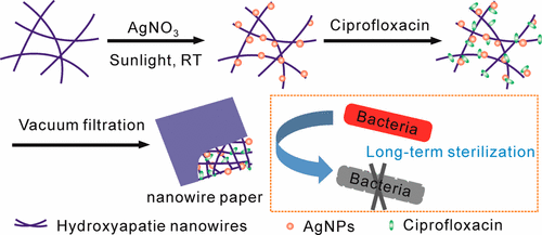 Ultralong Hydroxyapatite Nanowires-Based Paper Co-Loaded with Silver ...