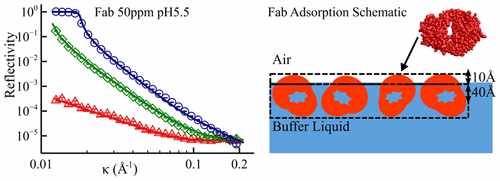 Fc，Fab和整个mAb表面吸附的中子反射研究,ACS Applied Materials & Interfaces - X-MOL