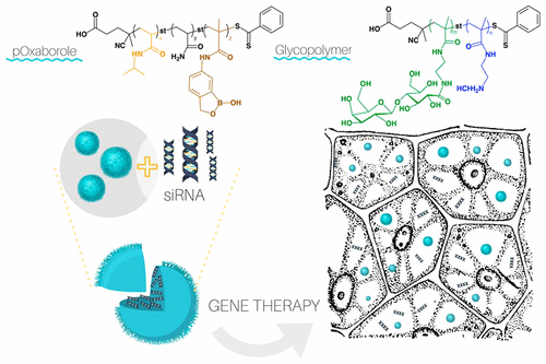 Effective and Specific Gene Silencing of Epidermal Growth Factor ...