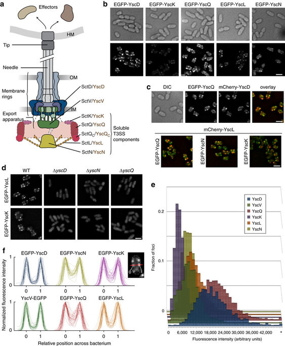 A dynamic and adaptive network of cytosolic interactions governs ...