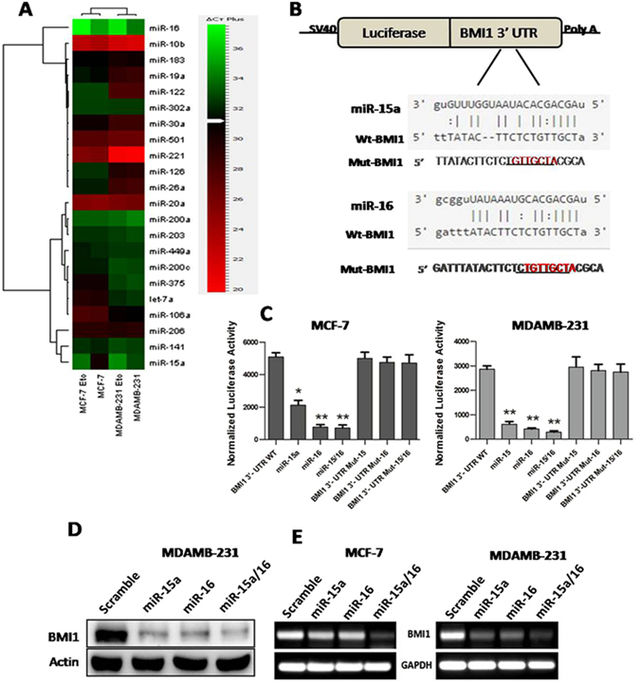 miR-15a / miR-16下调BMI1，影响Ub-H2A介导的DNA修复和乳腺癌细胞对阿霉素的敏感性。,Scientific ...