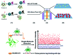 SUMOylation的鉴定和定量策略,Chemical Communications - X-MOL