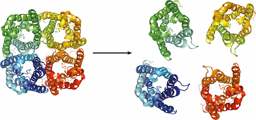 Making Monomeric Aquaporin Z by Disrupting the Hydrophobic Tetramer ...