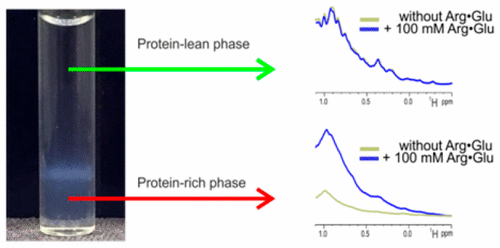 Investigating Liquid–Liquid Phase Separation of a Monoclonal Antibody ...