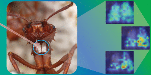 Imaging with Mass Spectrometry of Bacteria on the Exoskeleton of Fungus ...
