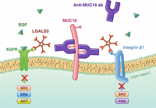 Antibodies Against Specific MUC16 Glycosylation Sites Inhibit Ovarian ...