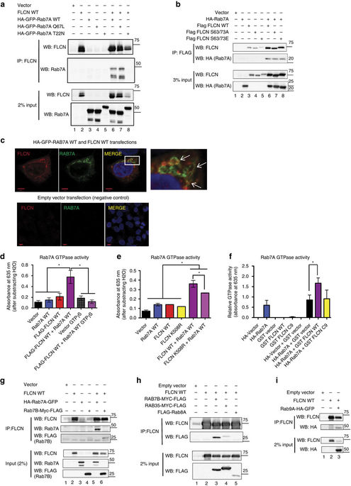 Negative regulation of EGFR signalling by the human folliculin tumour ...