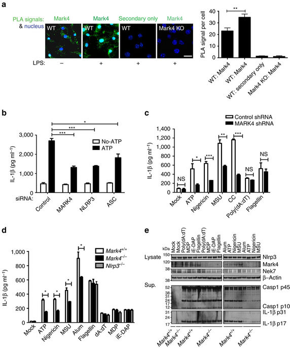 MARK4 通过微管依赖性机制调节 NLRP3 定位和炎性小体激活。,Nature Communications - X-MOL