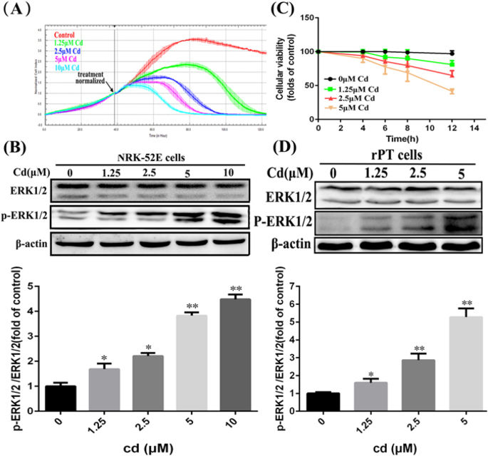 PARP-1 overexpression contributes to Cadmium-induced death in rat ...