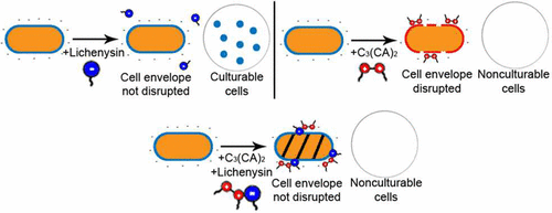 Green Catanionic Gemini Surfactant–Lichenysin Mixture: Improved Surface ...