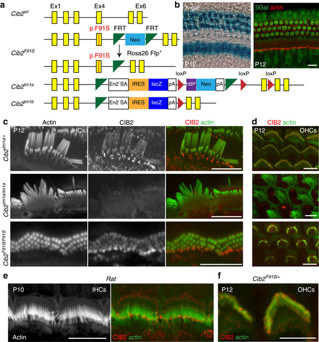 CIB2 interacts with TMC1 and TMC2 and is essential for ...