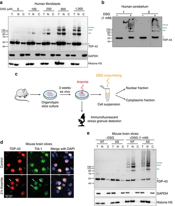 Functional and dynamic polymerization of the ALS-linked protein TDP-43 ...