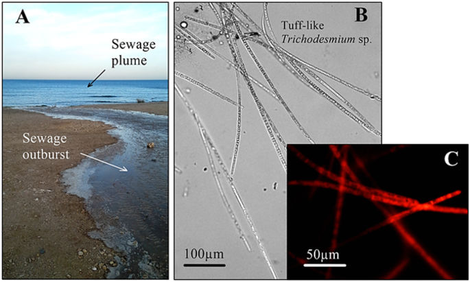 Sewage outburst triggers Trichodesmium bloom and enhance N2 fixation ...