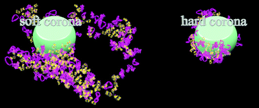 Visualization of the protein corona: towards a biomolecular ...